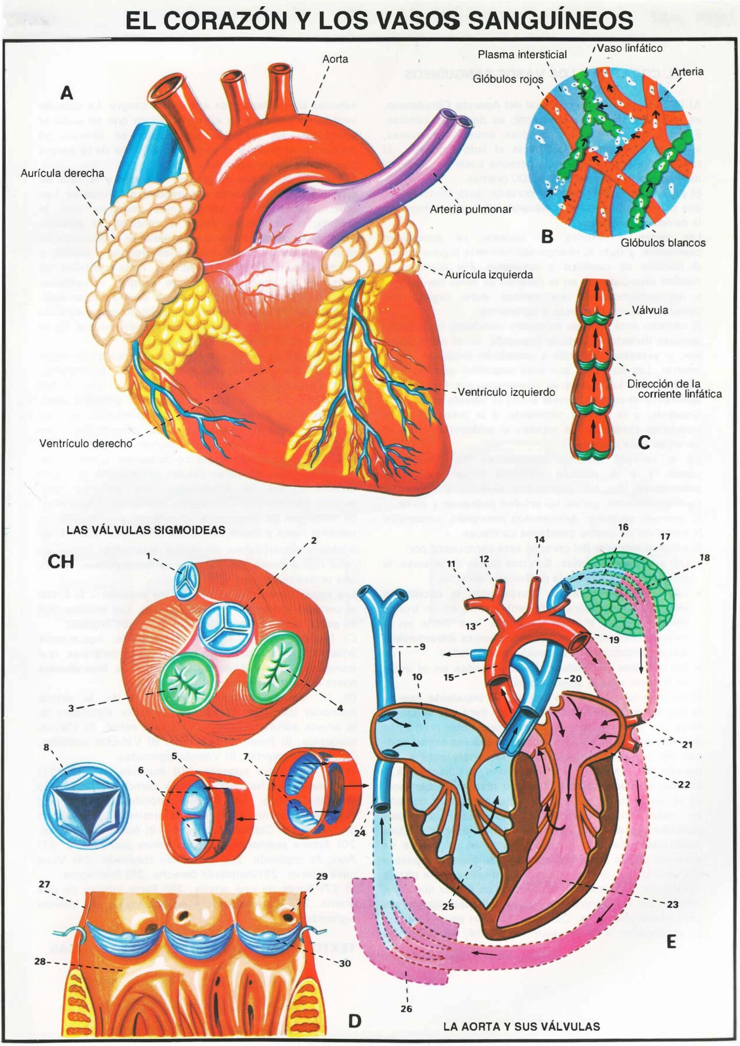 Material educativo y didáctico sobre el Sistema Circulatorio en PDF ...